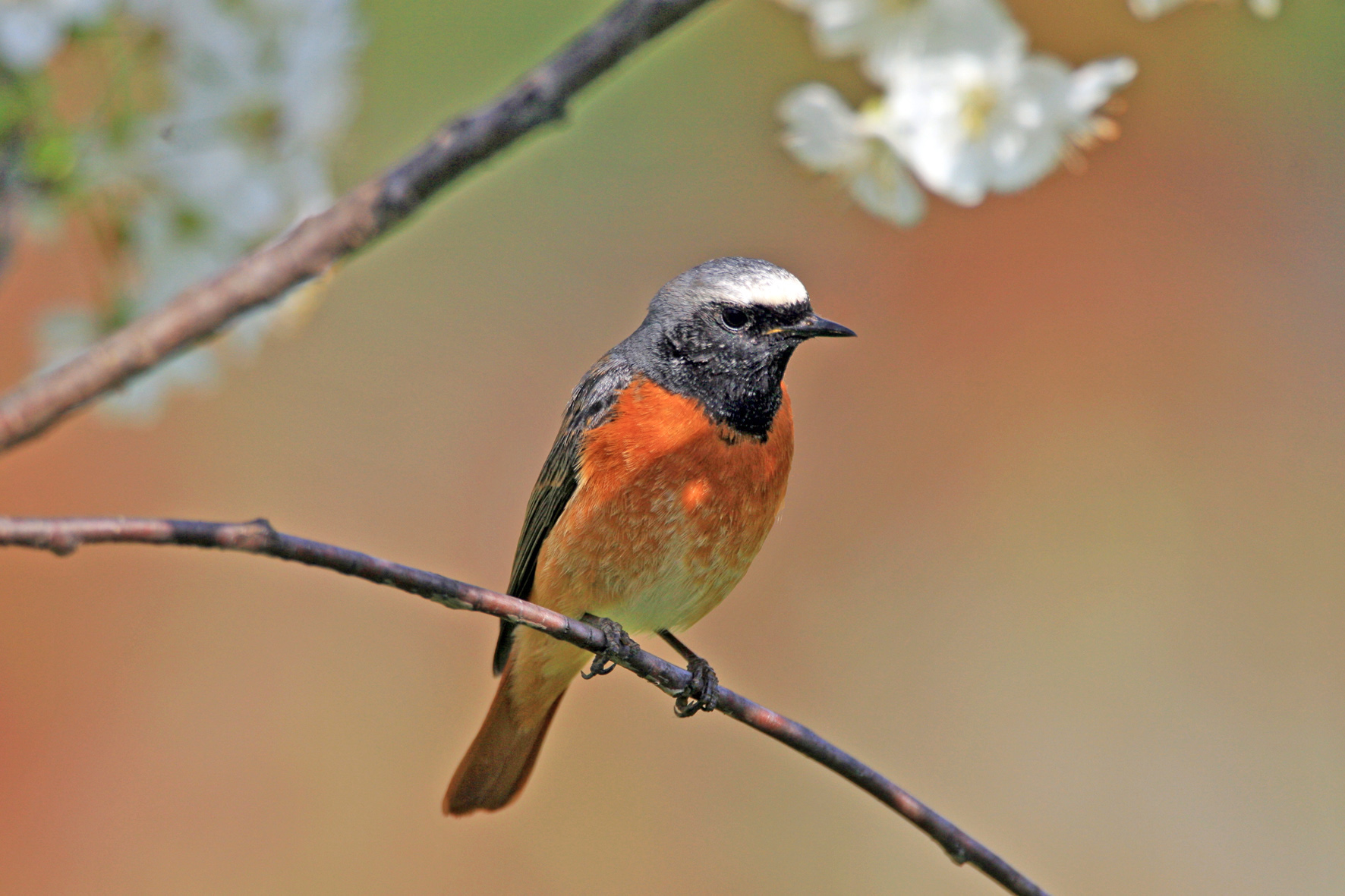 Codirosso comune | Lipu ODV